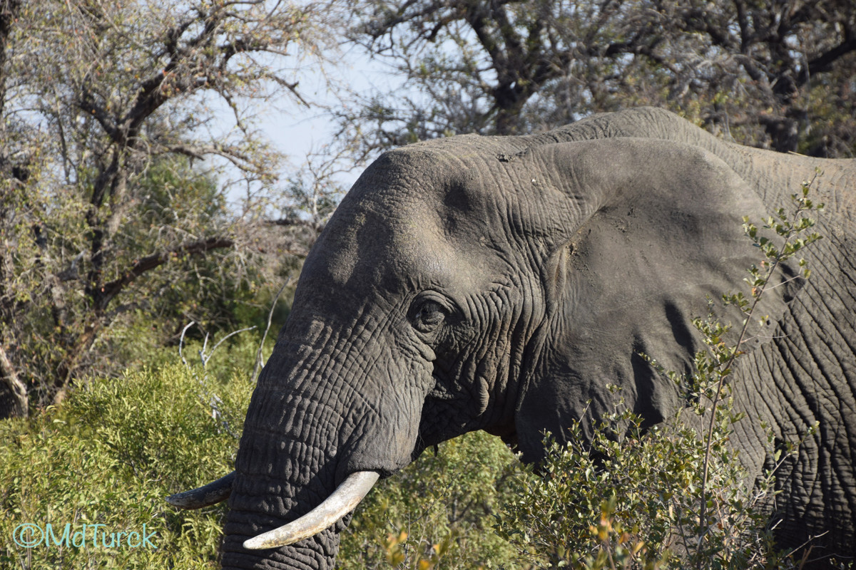 Bezoek aan Nelspruit & Kruger National Park - InsideFlyer